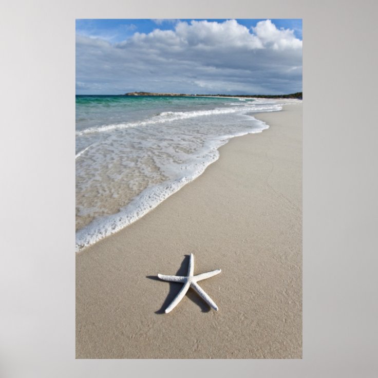 Starfish On A Remote Beach Poster | Zazzle