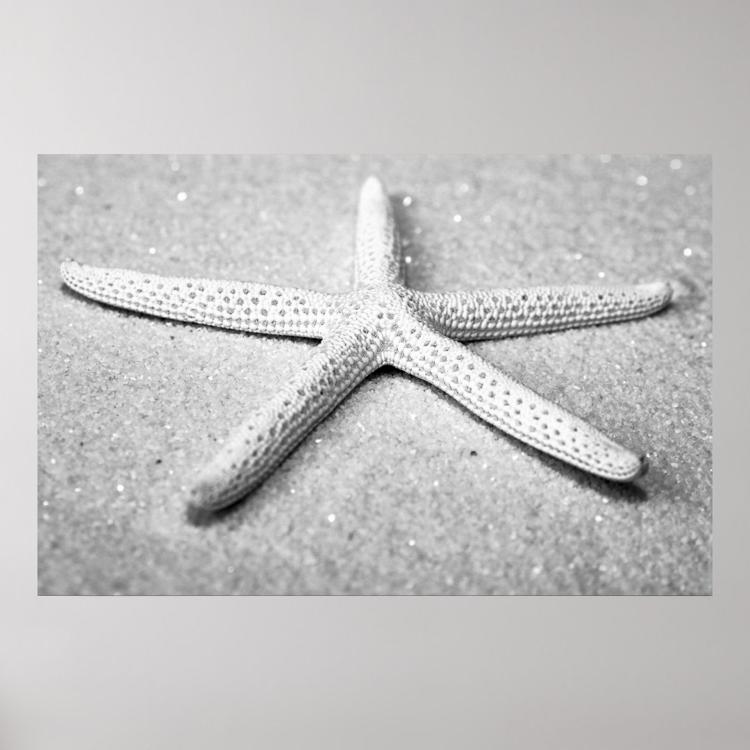 Starfish Poster | Zazzle