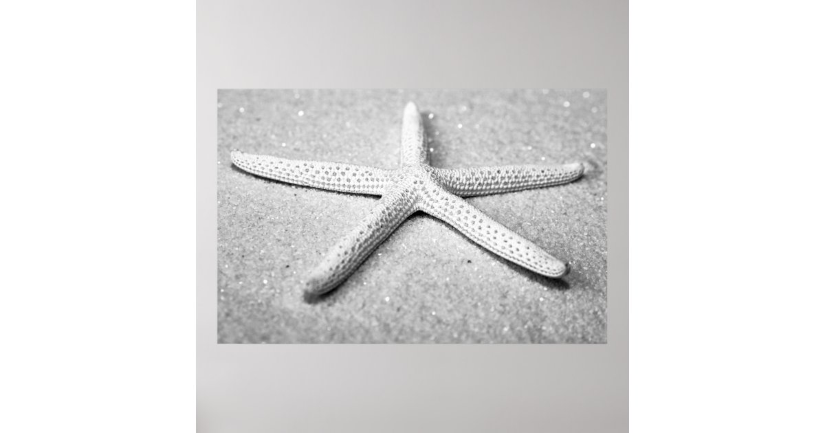Starfish Poster | Zazzle