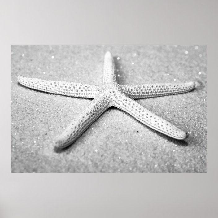 Starfish Poster | Zazzle