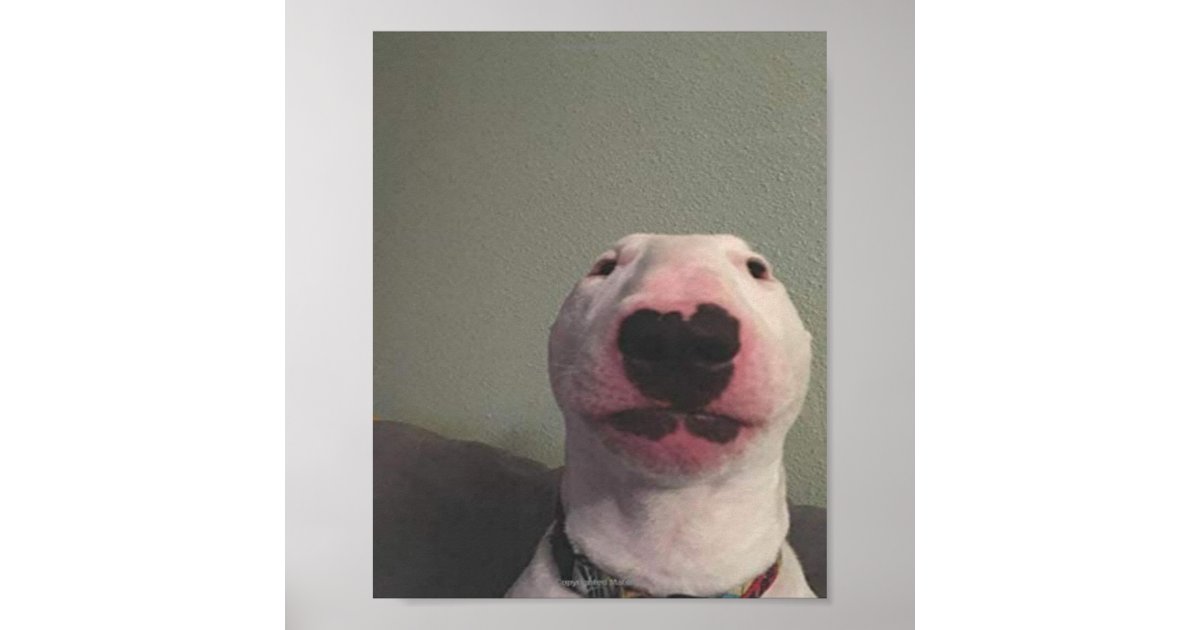 Starring Dog Meme Poster | Zazzle