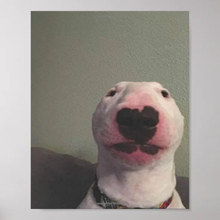 Starring Dog Meme Poster | Zazzle