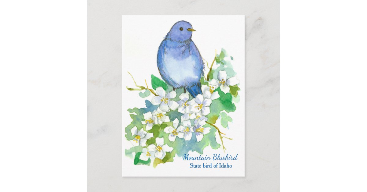 State Bird of Idaho Mountain Bluebird Postcard | Zazzle