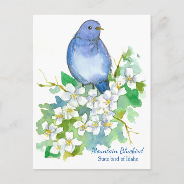 State Bird of Idaho Mountain Bluebird Postcard | Zazzle