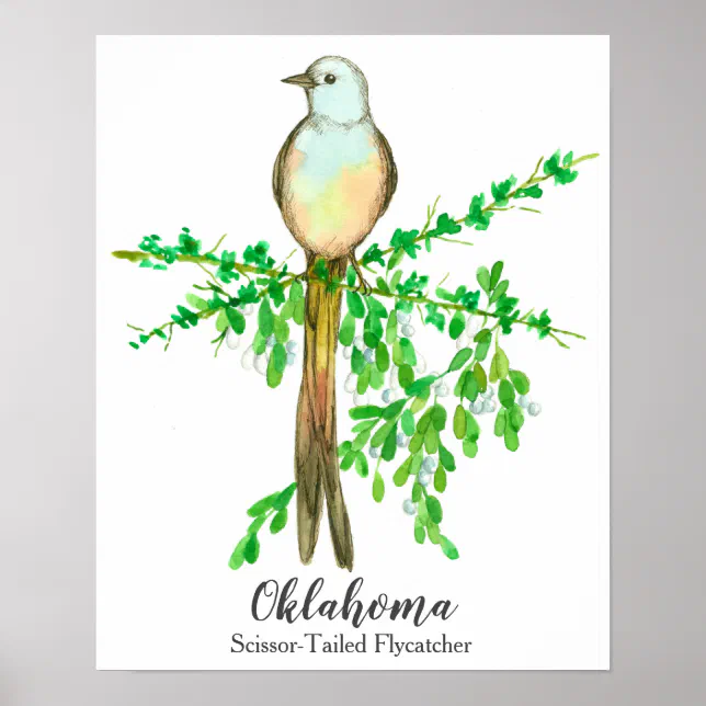 State Bird of Oklahoma Scissor Tailed Flycatcher Poster | Zazzle