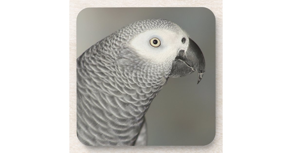 Stately African Gray Parrot Coaster | Zazzle