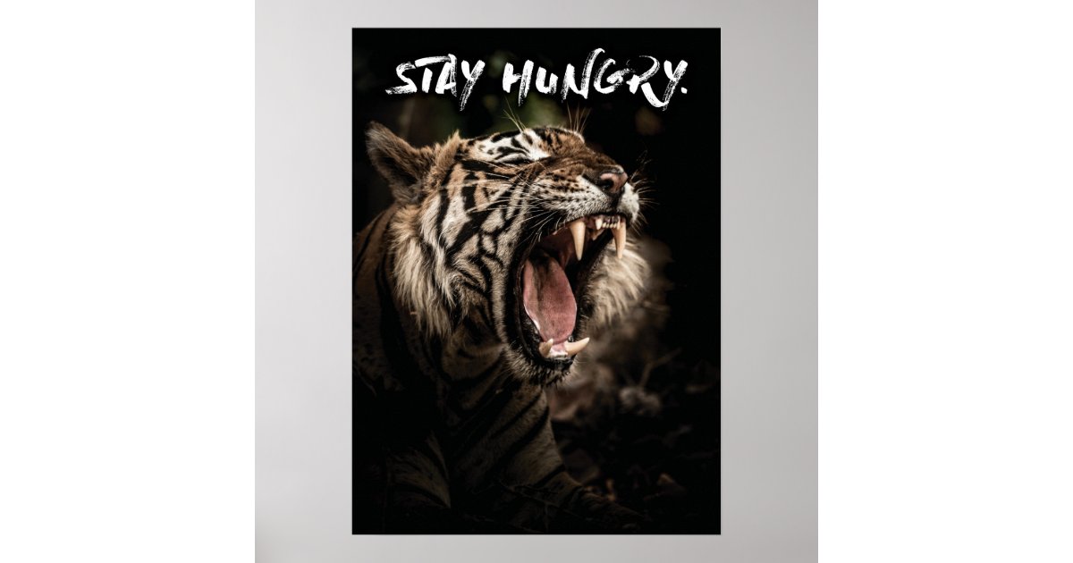 Stay Hungry - Tiger Roaring Poster | Zazzle