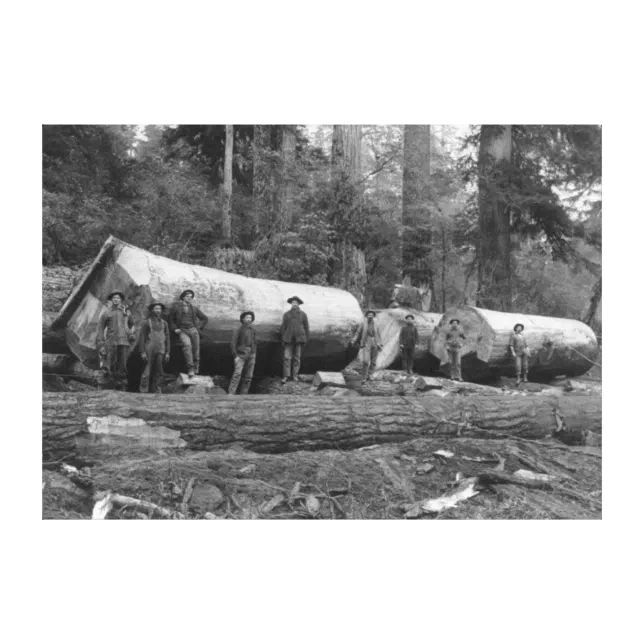 Steam Logging in the Cascades of Washington Stat Canvas Print | Zazzle