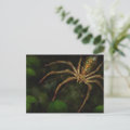 Steampunk - Insect - Arachnia Automata Postcard | Zazzle