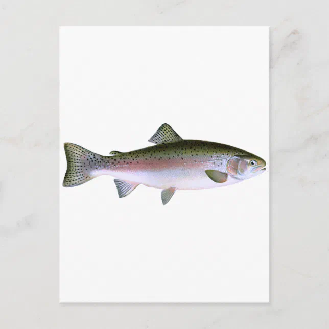 Steelhead Rainbow Trout Fishing Logo Postcard | Zazzle