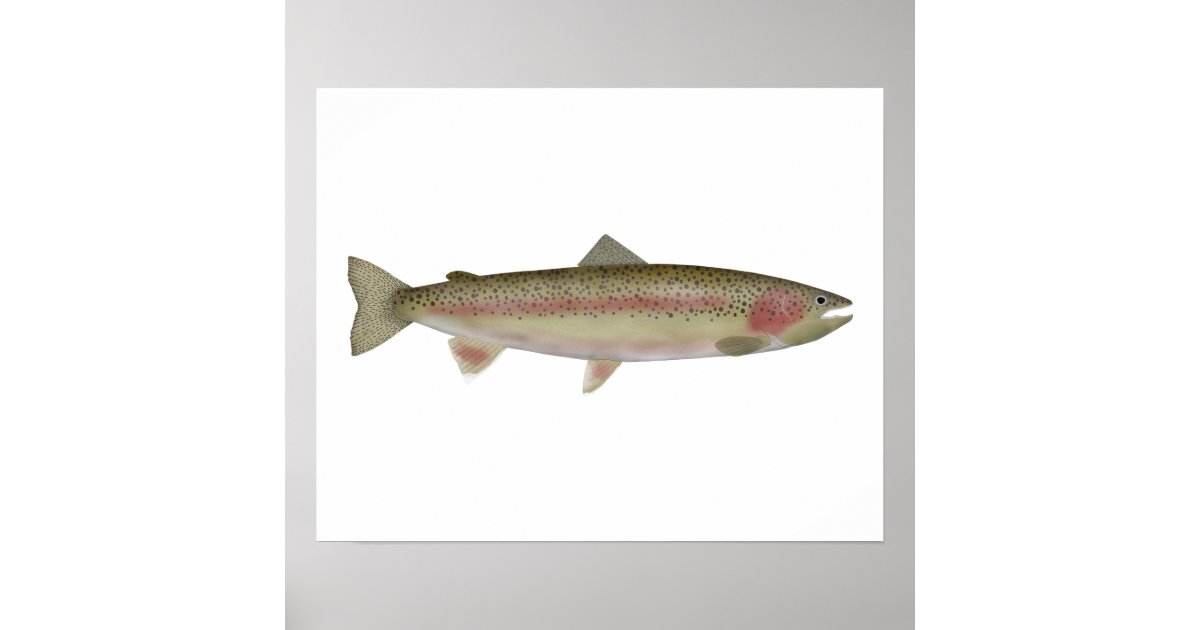 Steelhead - Spawn Phase Poster | Zazzle