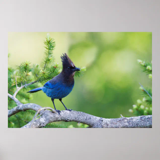Steller's Jay Poster | Zazzle