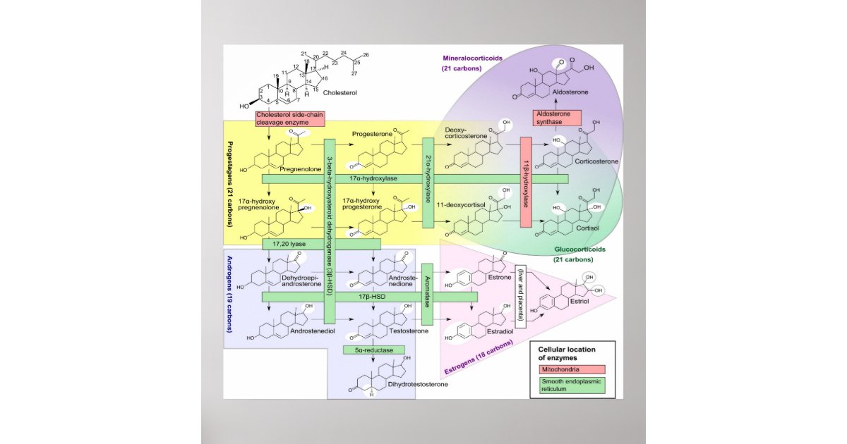 Steroidogenesis Biological Chemical Diagram Poster | Zazzle