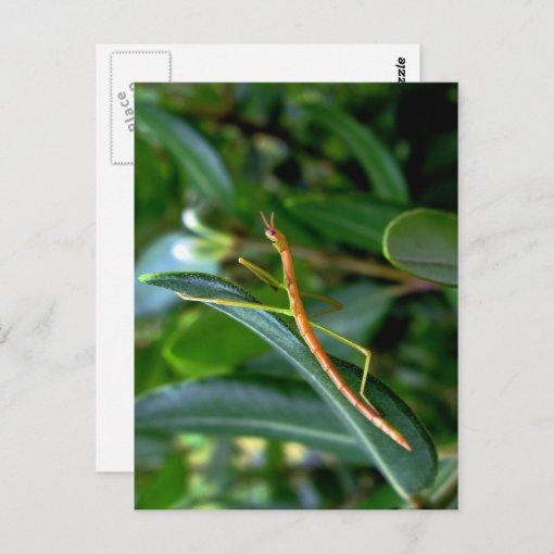 stick insect postcard | Zazzle