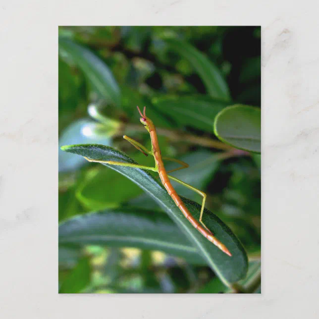 stick insect postcard | Zazzle