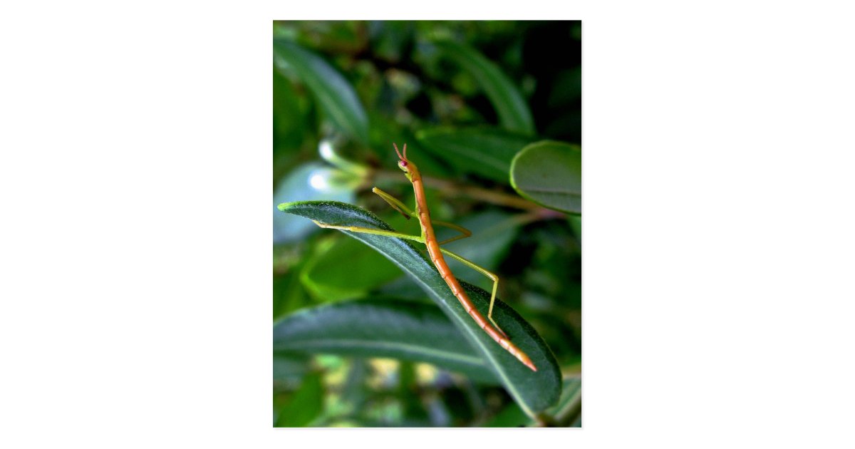 stick insect postcard | Zazzle.com