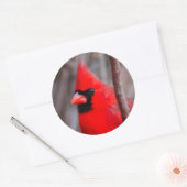 Sticker, male Cardinal red bird, "Chipper's smile" Classic Round ...