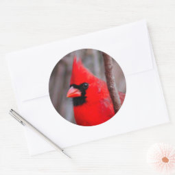 Sticker, male Cardinal red bird, "Chipper's smile" Classic Round ...