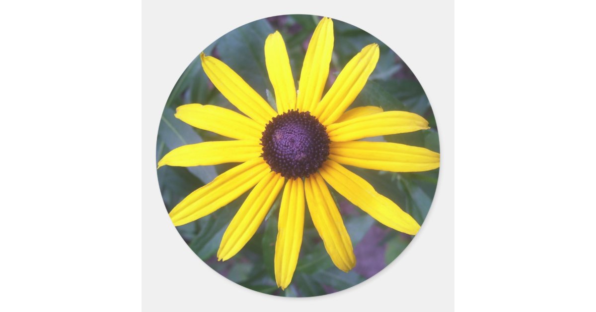 Stickers - Black-Eyed Susan | Zazzle