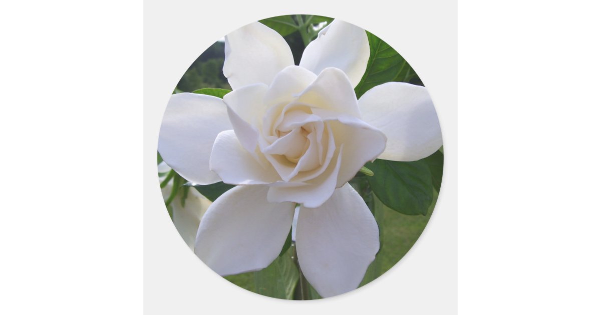 Stickers - Naturally Gorgeous Gardenia | Zazzle