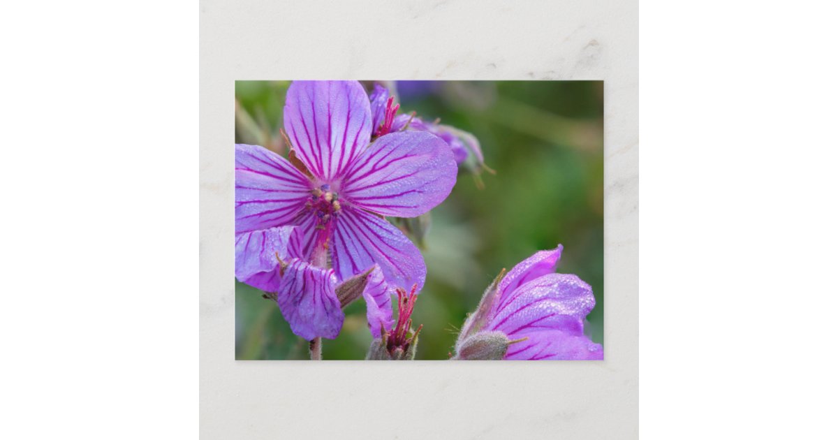 Sticky geranium wildflowers postcard | Zazzle