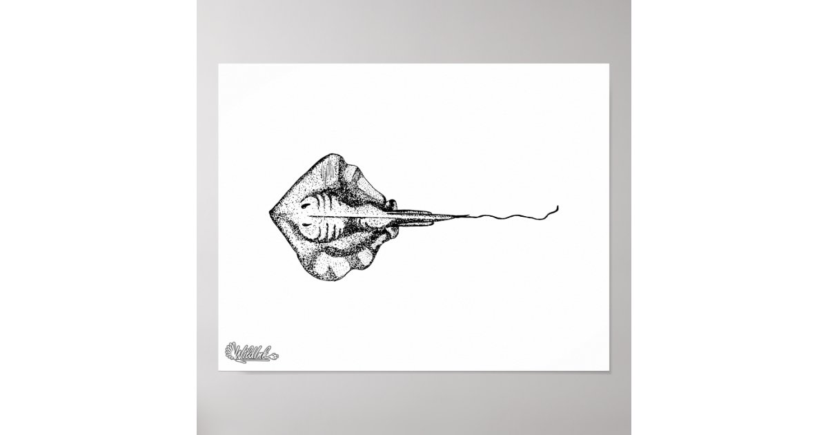 Stingray Illustration Poster | Zazzle