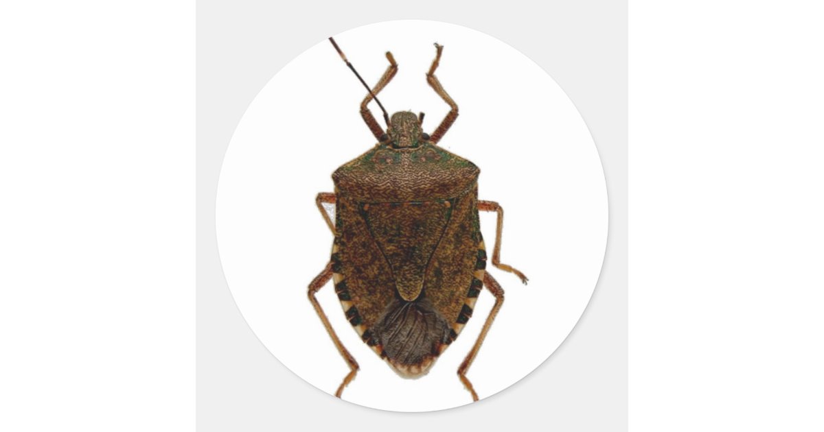Stink Bug Classic Round Sticker | Zazzle