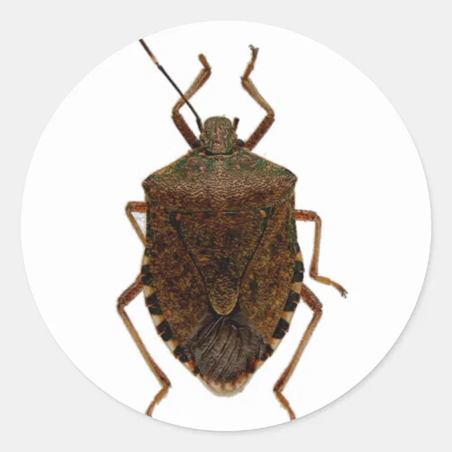 Stink Bug Classic Round Sticker | Zazzle