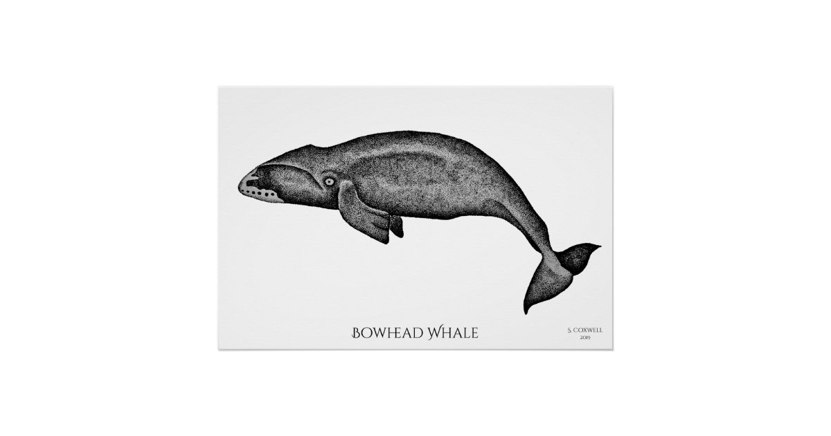 Stippling Art Bowhead Whale Poster | Zazzle