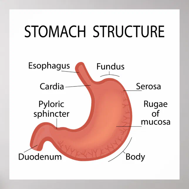 Stomach structure poster | Zazzle