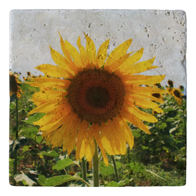Stone Sunflower Trivet | Zazzle