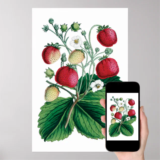 STRAWBERRIES botanical print | Zazzle