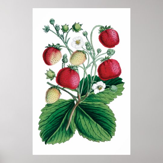 STRAWBERRIES botanical print | Zazzle.com