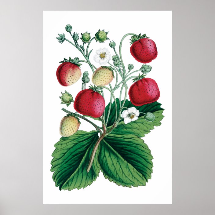STRAWBERRIES botanical print | Zazzle.com