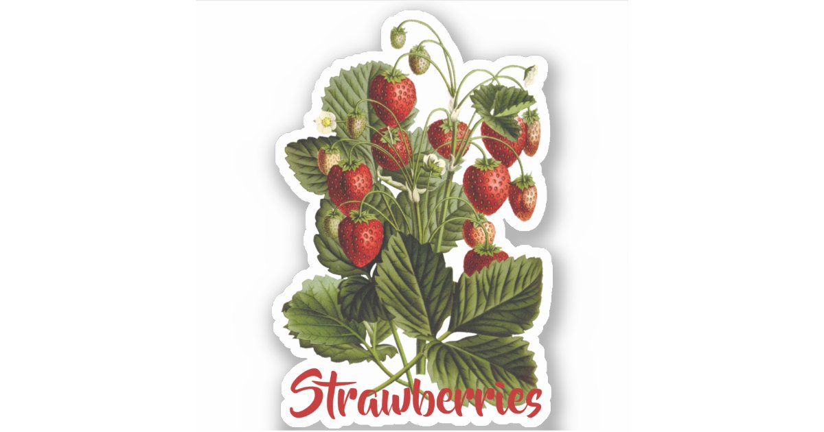 Strawberries customizable sticker | Zazzle