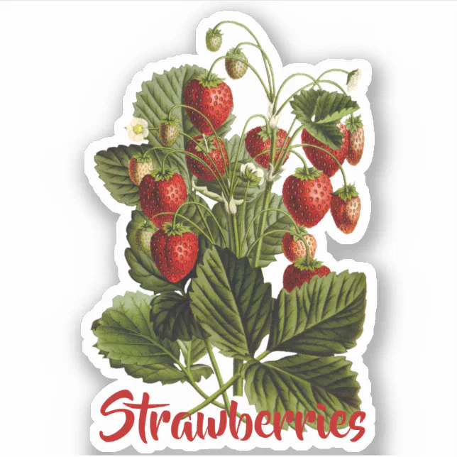 Strawberries customizable sticker | Zazzle