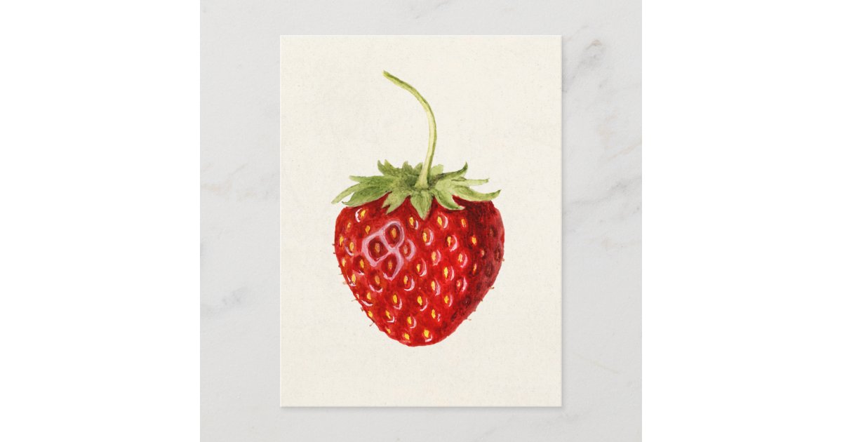Strawberry (Fragaria) Fruit Watercolor Painting Postcard | Zazzle