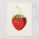 Strawberry (Fragaria) Fruit Watercolor Painting Postcard | Zazzle