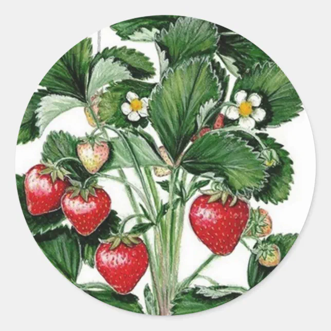 Strawberry Jam Jar Lid Label | Zazzle