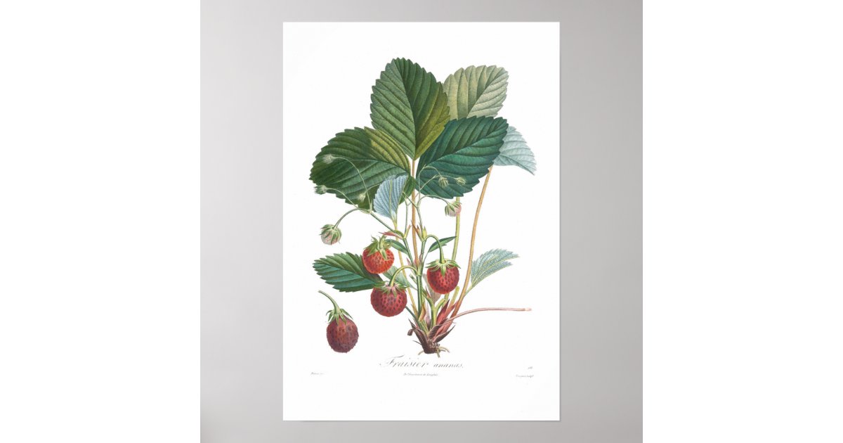 Strawberry Poster | Zazzle