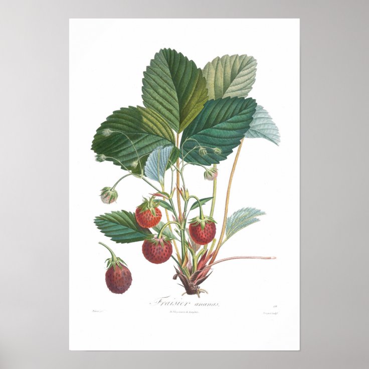 Strawberry Poster | Zazzle