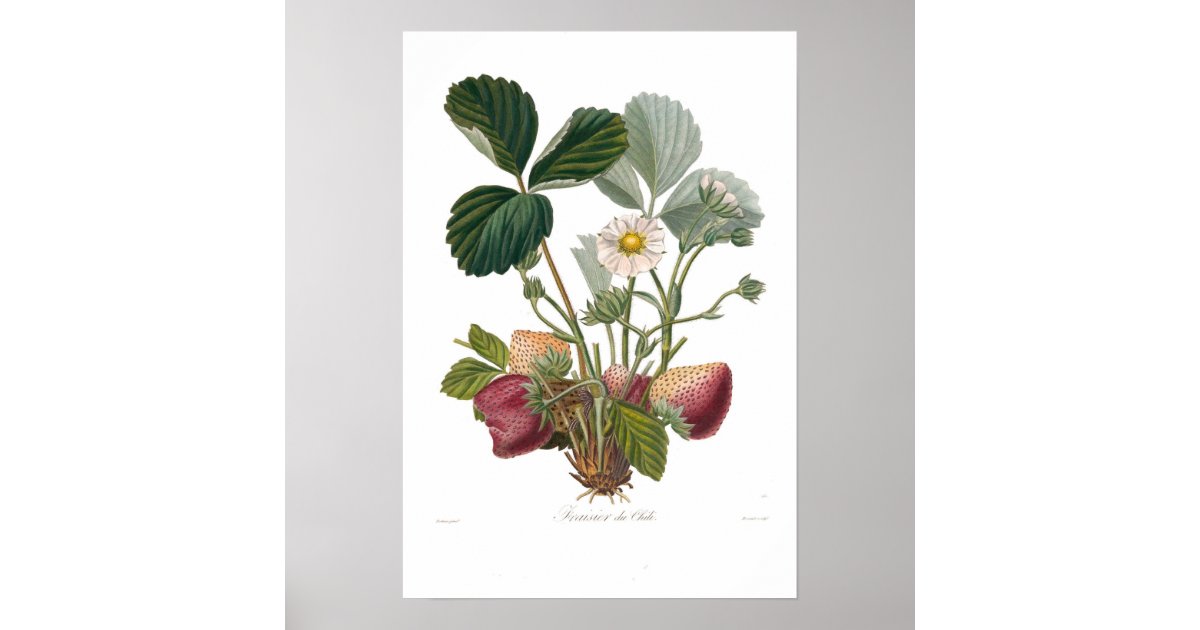 Strawberry Poster | Zazzle