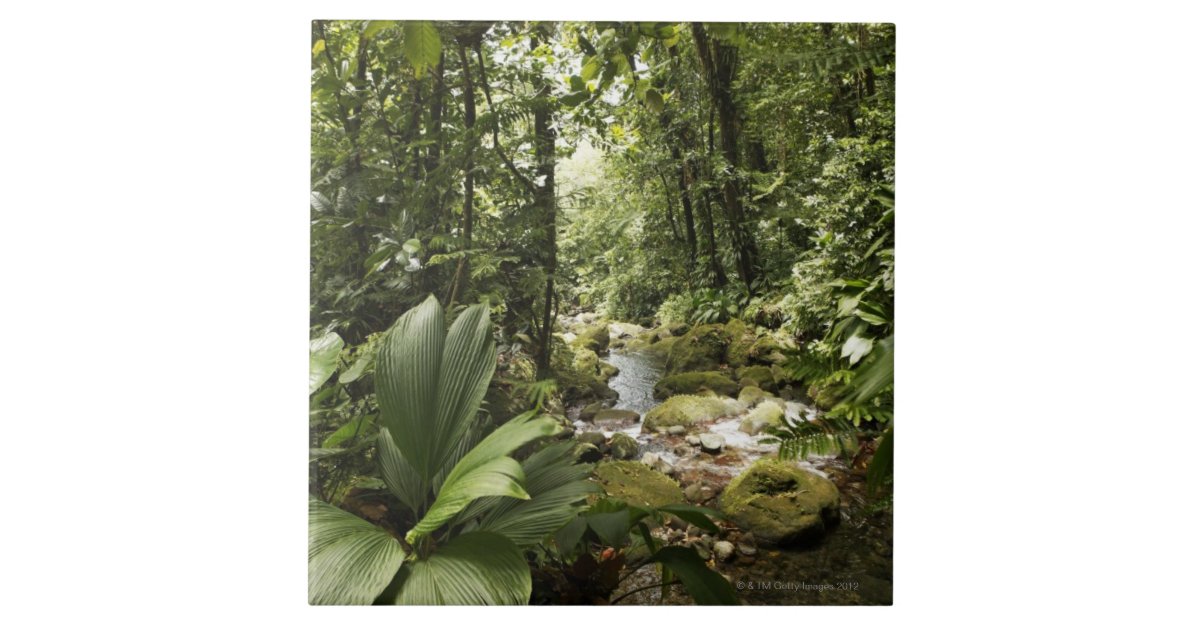 stream in rainforest, Dominica Ceramic Tile | Zazzle