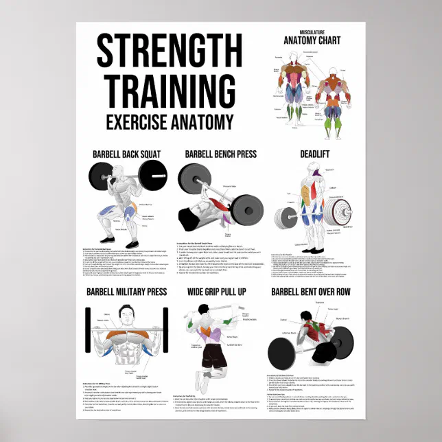 Strength Training Exercise - Muscle Anatomy Chart | Zazzle