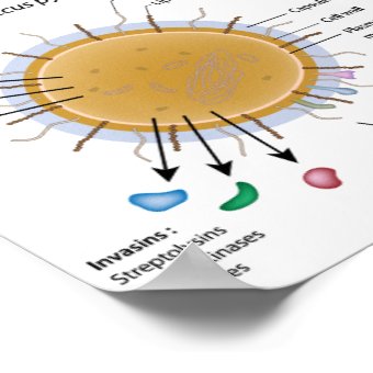 Strep pyogenes labeled diagram. poster | Zazzle
