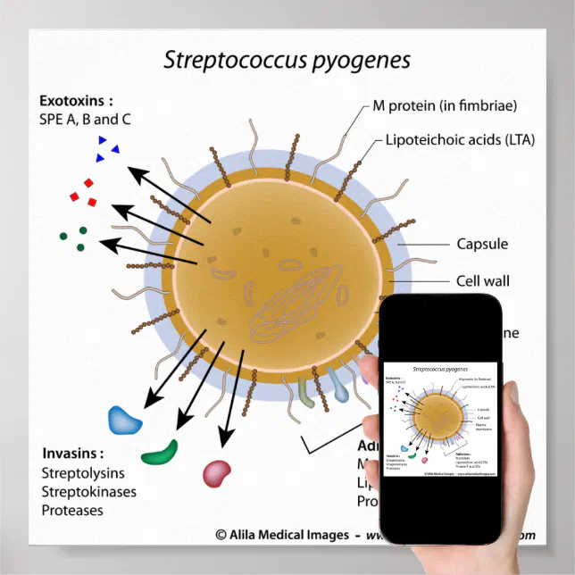 Strep pyogenes labeled diagram. poster | Zazzle