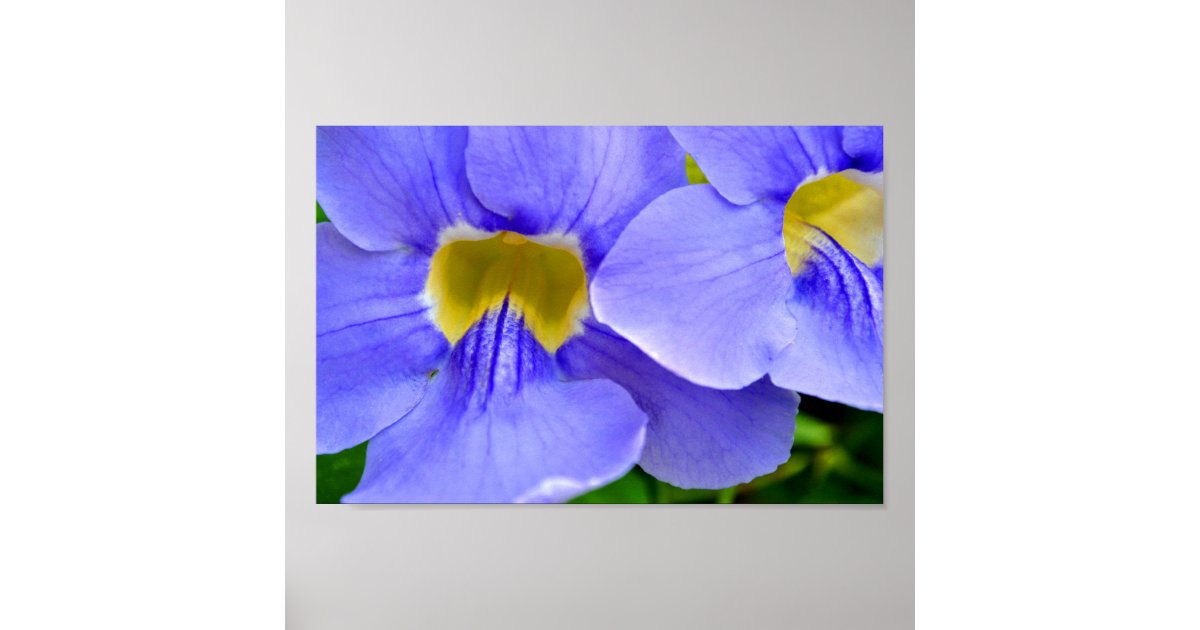 Streptocarpus Speicies Blue Flowers Poster | Zazzle