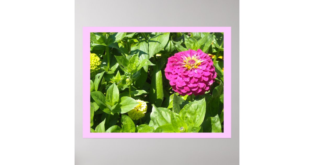 Striking Pink Zinnia Poster | Zazzle