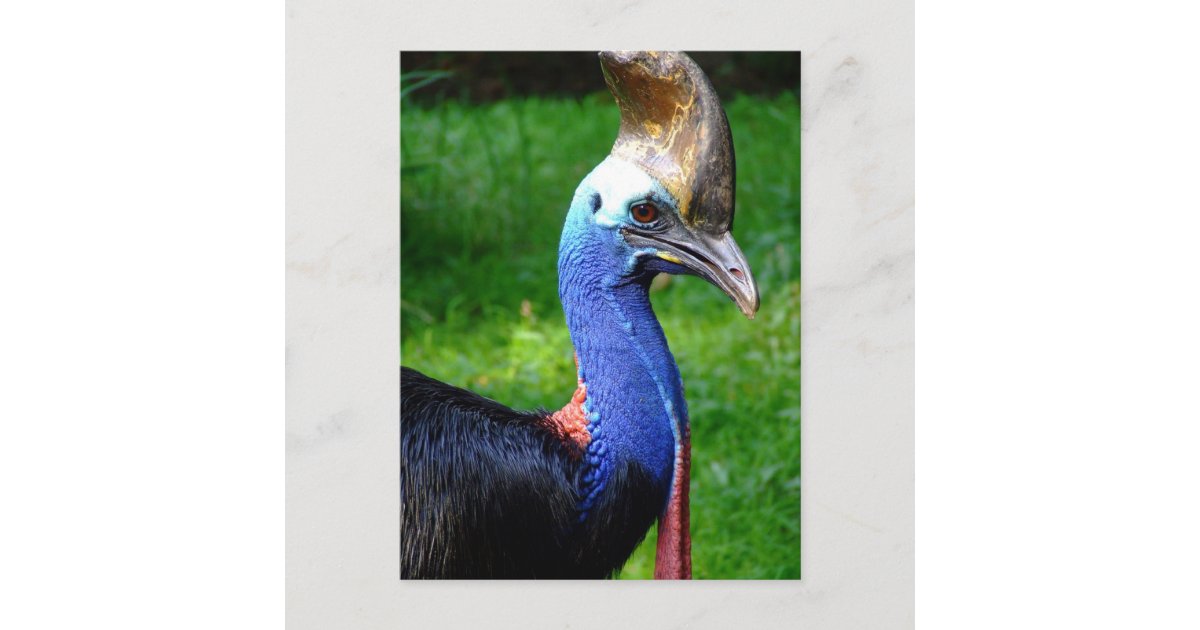 Striking Profile View Of Cassowary Head And Neck Postcard | Zazzle