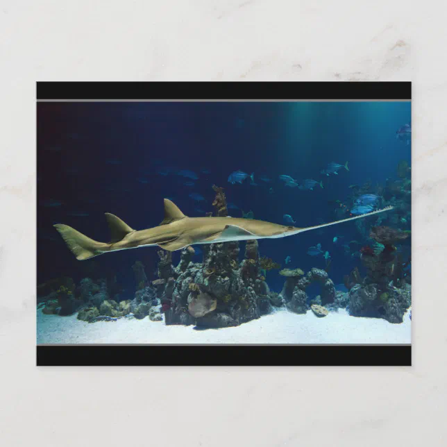 Striking Sawfish Postcard | Zazzle